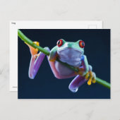 Frog Postcard | Zazzle