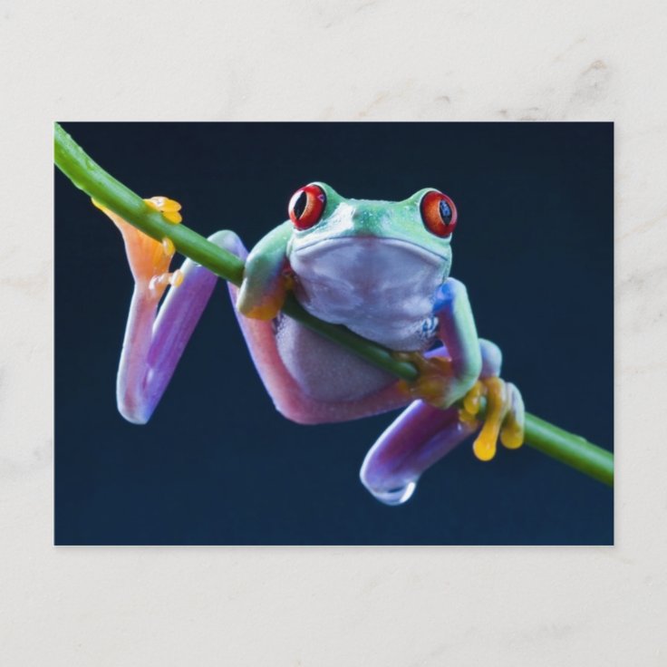 Frog Postcard | Zazzle