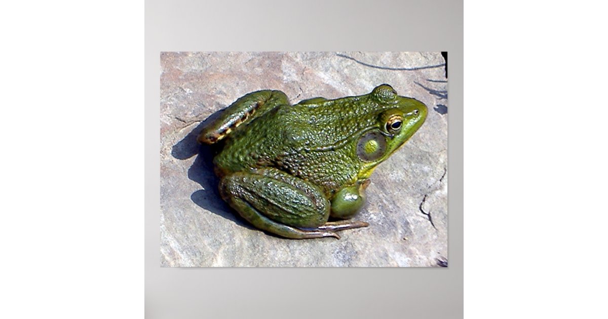 Frog poster | Zazzle