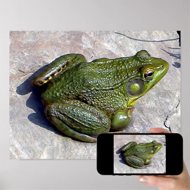 Frog poster | Zazzle
