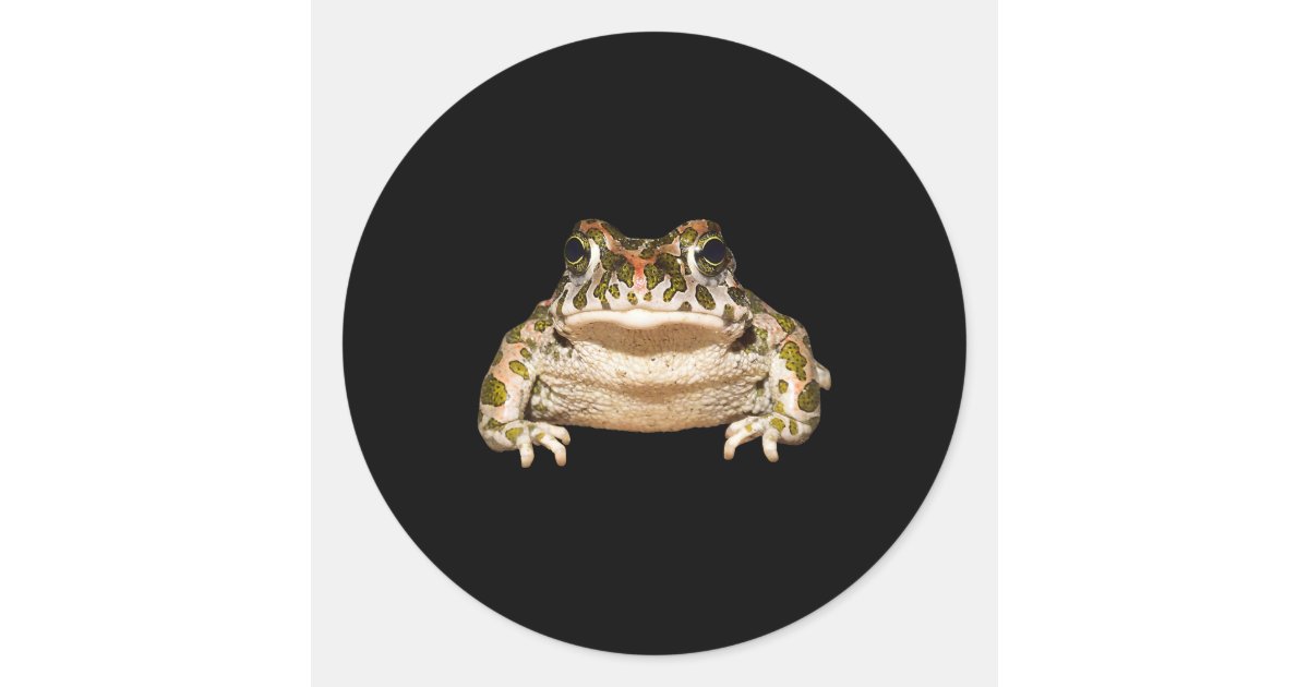 Frog Scientific Realistic Drawing Biology Amphibia Classic Round ...