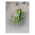 Toad frog standing up against bougainvillea back postcard | Zazzle.com
