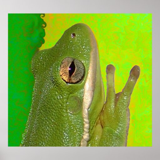 frogs poster | Zazzle
