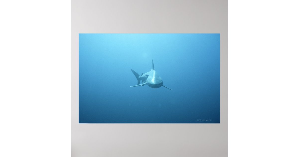 Front view of a Tiger Shark Poster | Zazzle