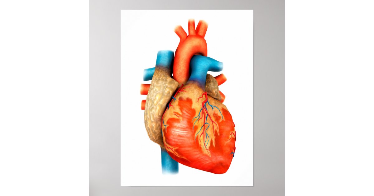 Front View Of Human Heart Poster | Zazzle