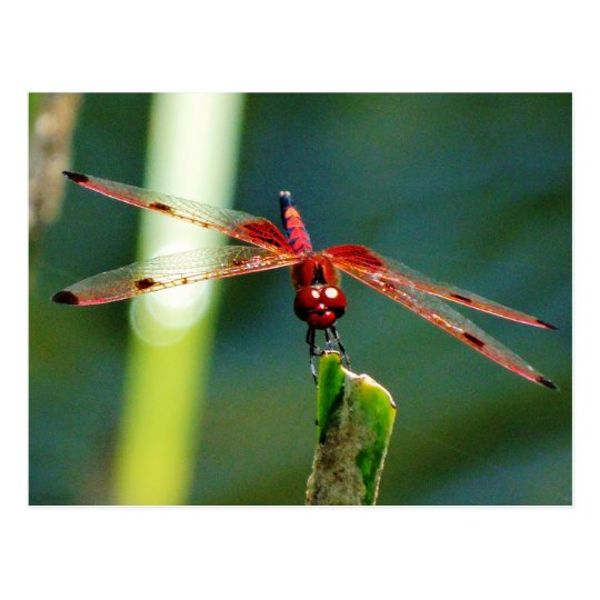 Frontal Red and Black Dragonfly Postcard | Zazzle.com
