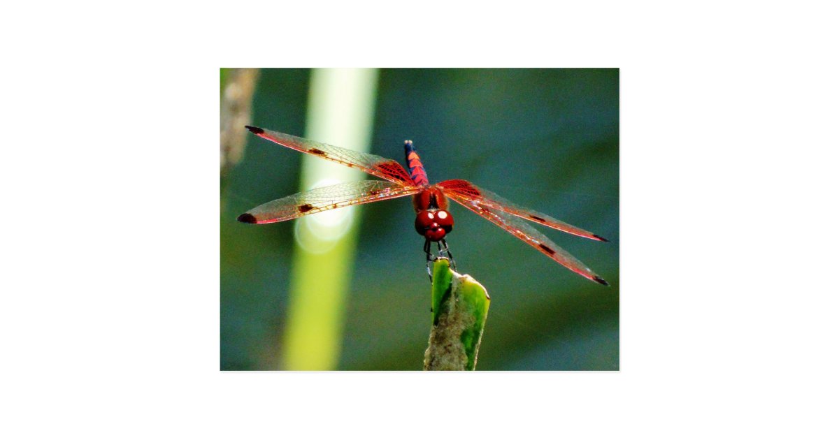 Frontal Red and Black Dragonfly Postcard | Zazzle.com
