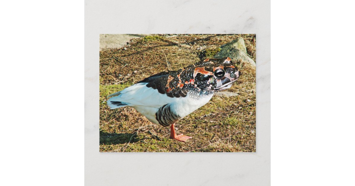 Froose Postcard | Zazzle
