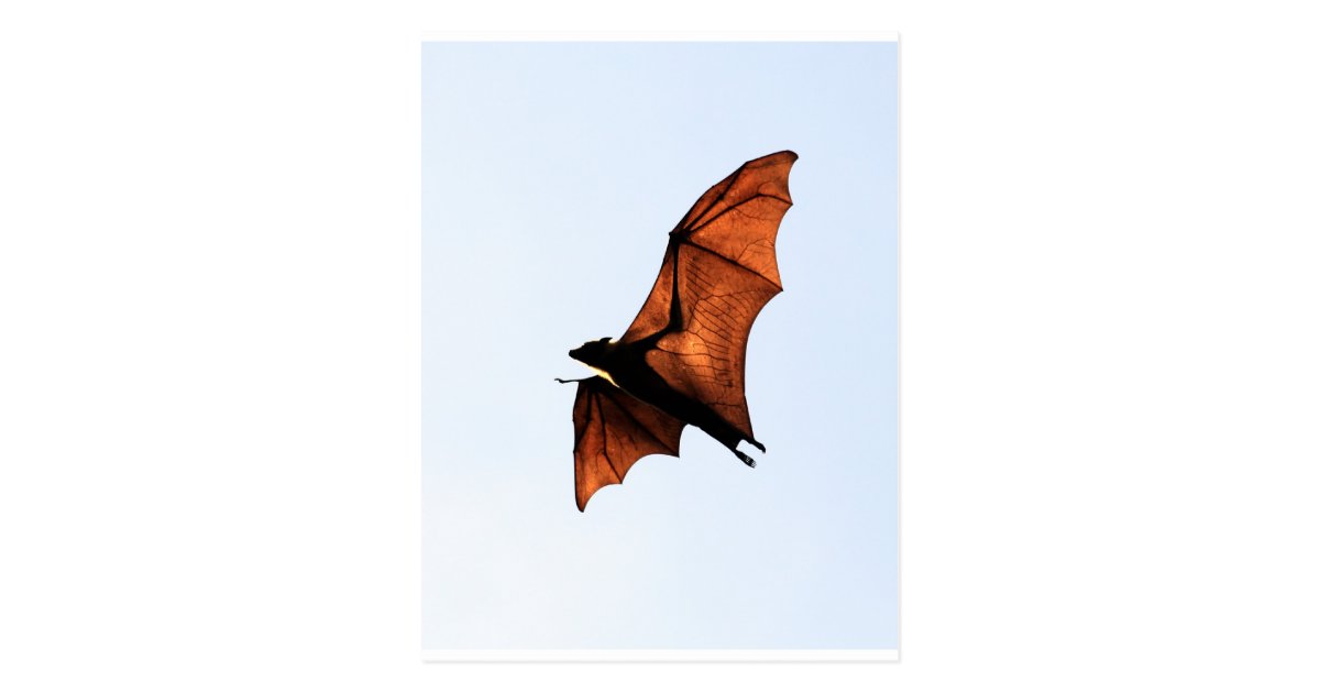 Fruit bat (flying fox) postcard | Zazzle.com