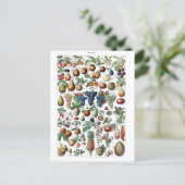 Fruit Vegetable Farmer Vintage Botanical Postcard | Zazzle