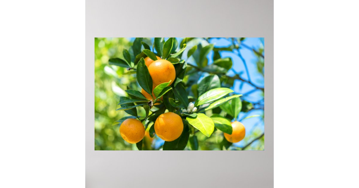 Fruiting Orange Tree Poster | Zazzle