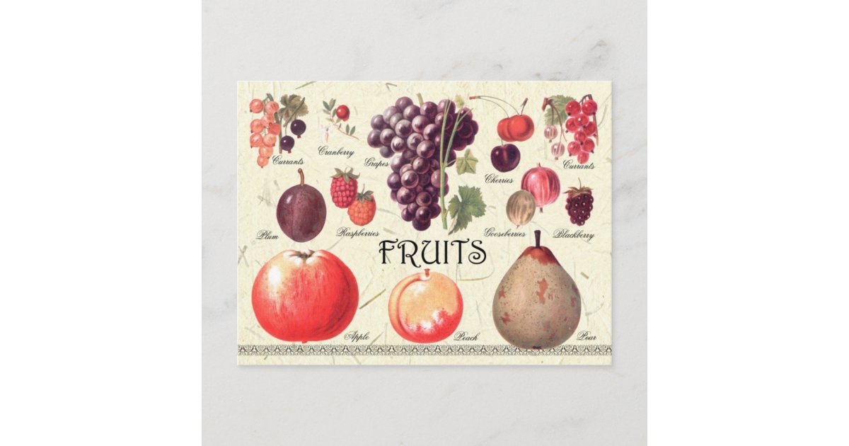Fruits Illustration Postcard | Zazzle