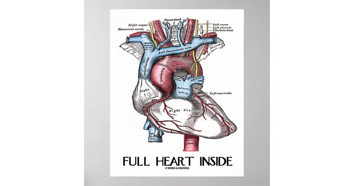 Full Heart Inside Anatomical Illustration Poster | Zazzle