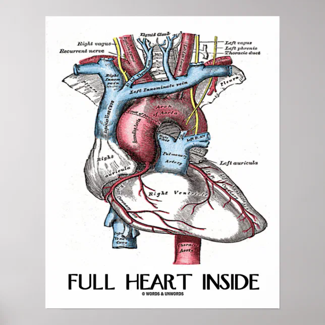 Full Heart Inside Anatomical Illustration Poster | Zazzle