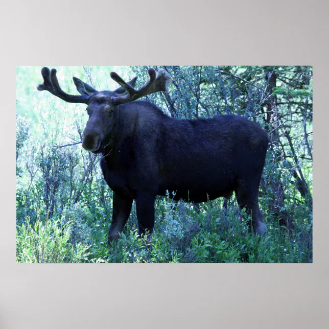 Full Size Moose Poster | Zazzle