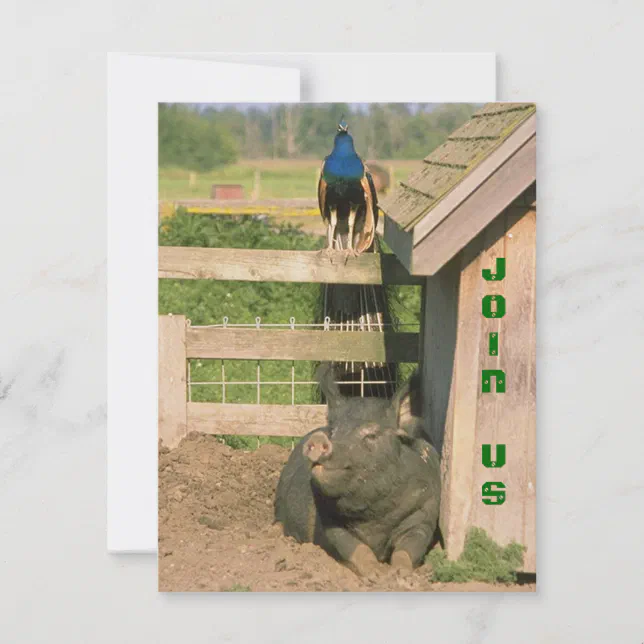 FUN BARNYARD FARM PARTY PEACOCK & HOG INVITATION | Zazzle