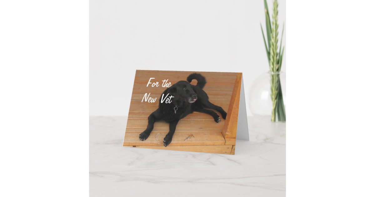 Fun Canine Vet Graduate Congratulations Graduation Card | Zazzle