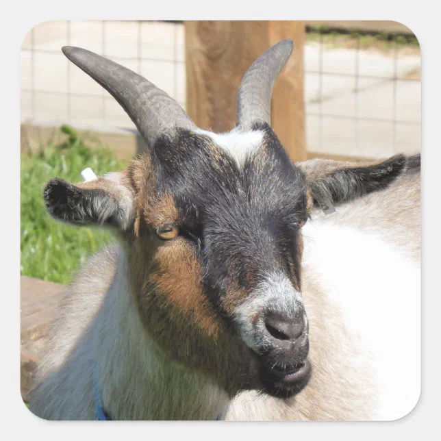 FUN CUTE GOAT SQUARE STICKER | Zazzle