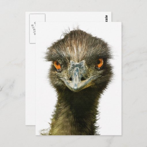 Fun Glaring Emu Close Up Postcard | Zazzle