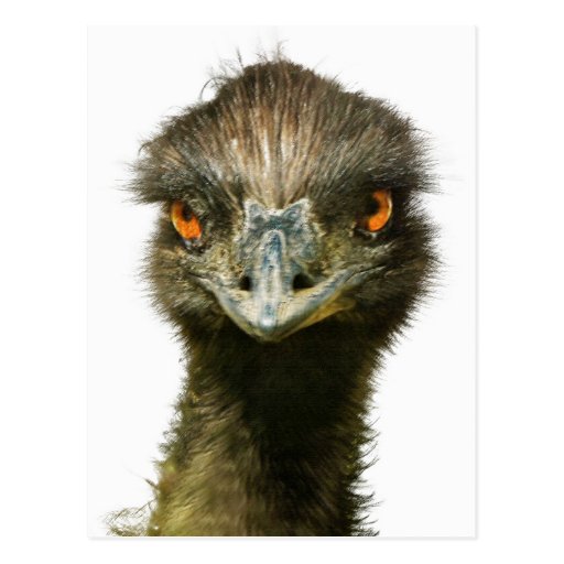 Fun Glaring Emu Close Up Postcard | Zazzle