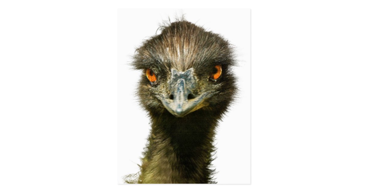 Fun Glaring Emu Close Up Postcard | Zazzle.com