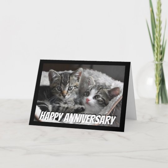 Fun Heart to Heart Couple Anniversary Cat Animal Card | Zazzle.com