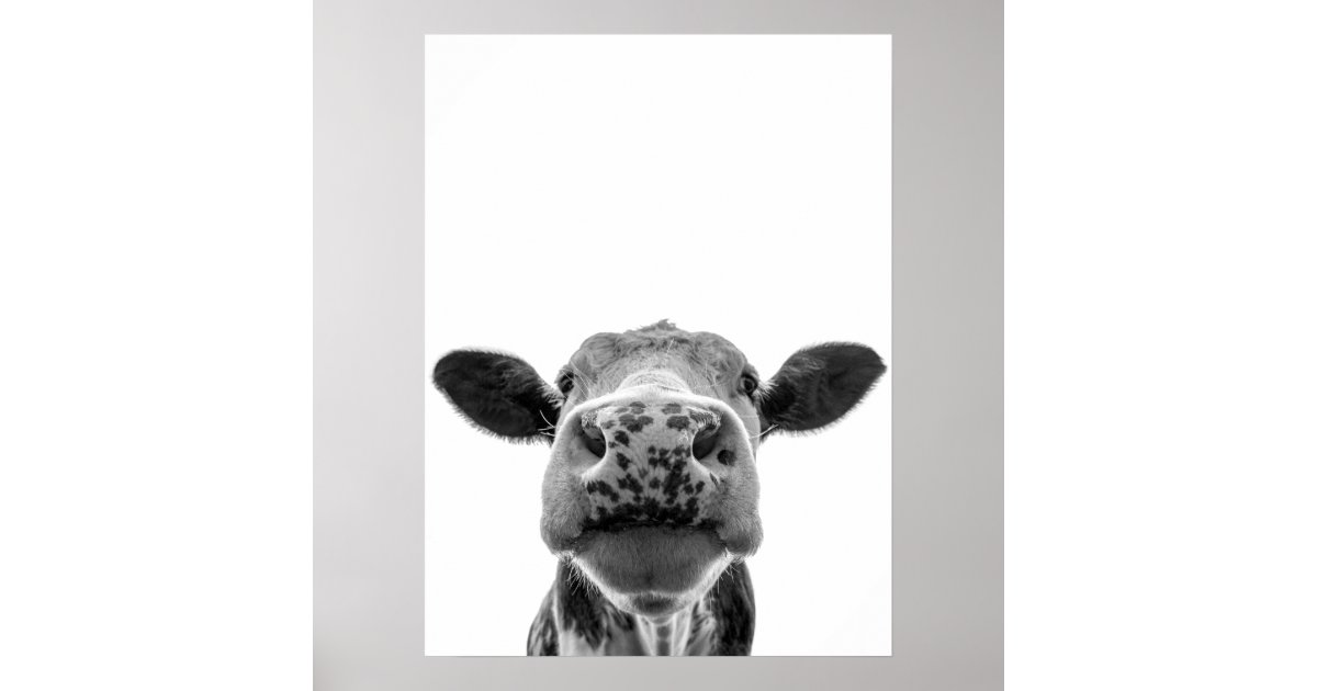 Fun Modern Black White Cow Rustic Farmhouse Poster | Zazzle