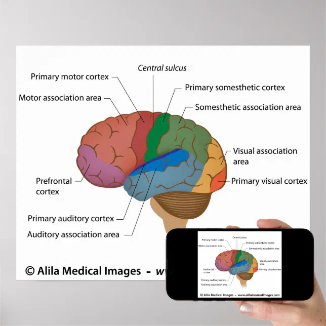Functional areas of the cerebral cortex. poster | Zazzle