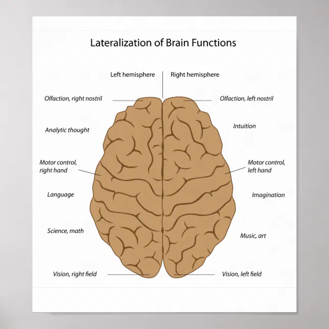 Functions of the brain Poster | Zazzle