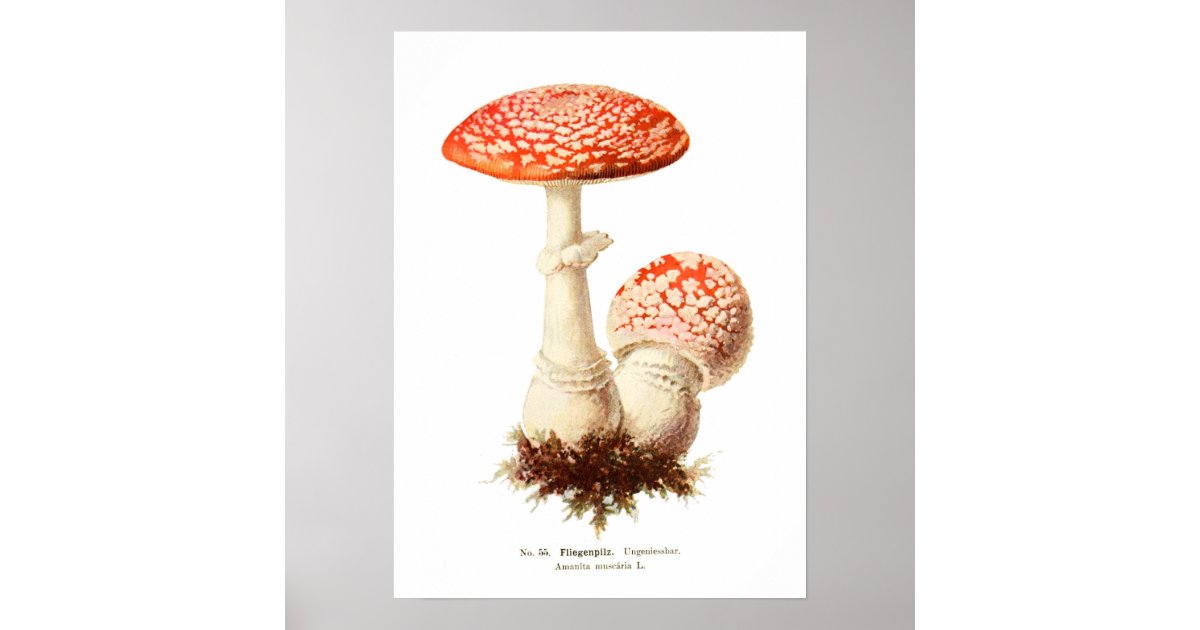 Fungi Poster | Zazzle