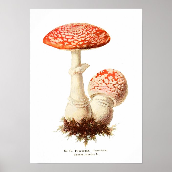 Fungi Poster | Zazzle.com