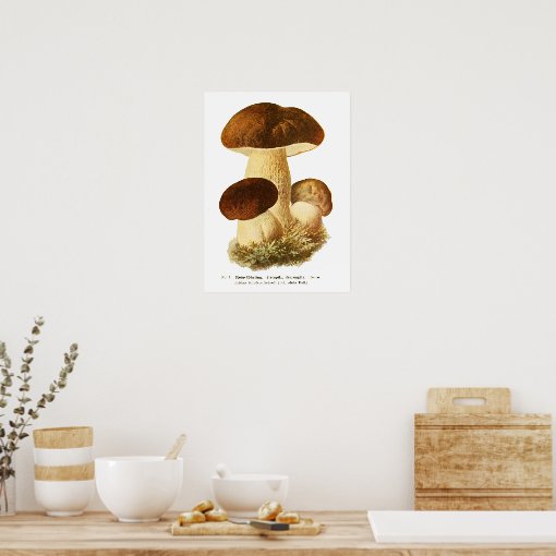 Fungi Poster | Zazzle