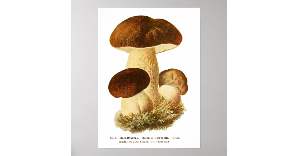 Fungi Poster | Zazzle