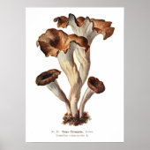 Fungi Poster | Zazzle