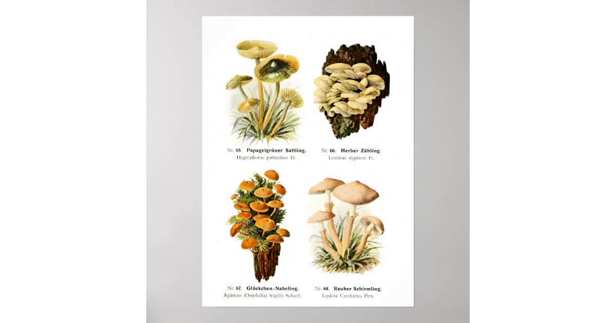 Fungi Poster | Zazzle