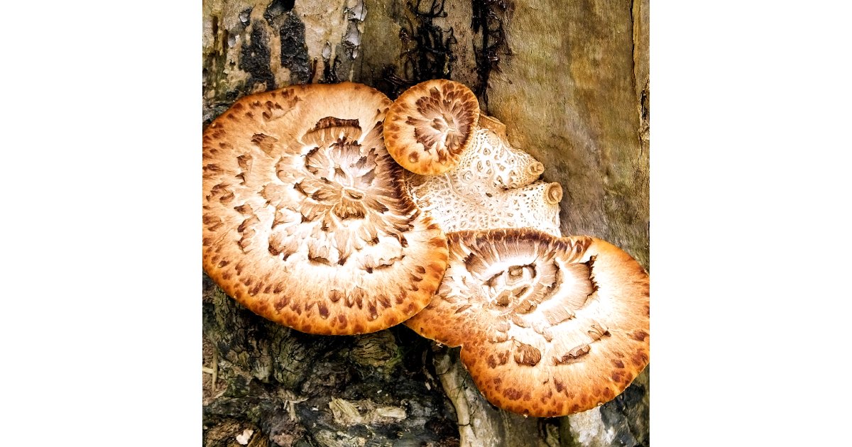 FUNGI POSTER | Zazzle