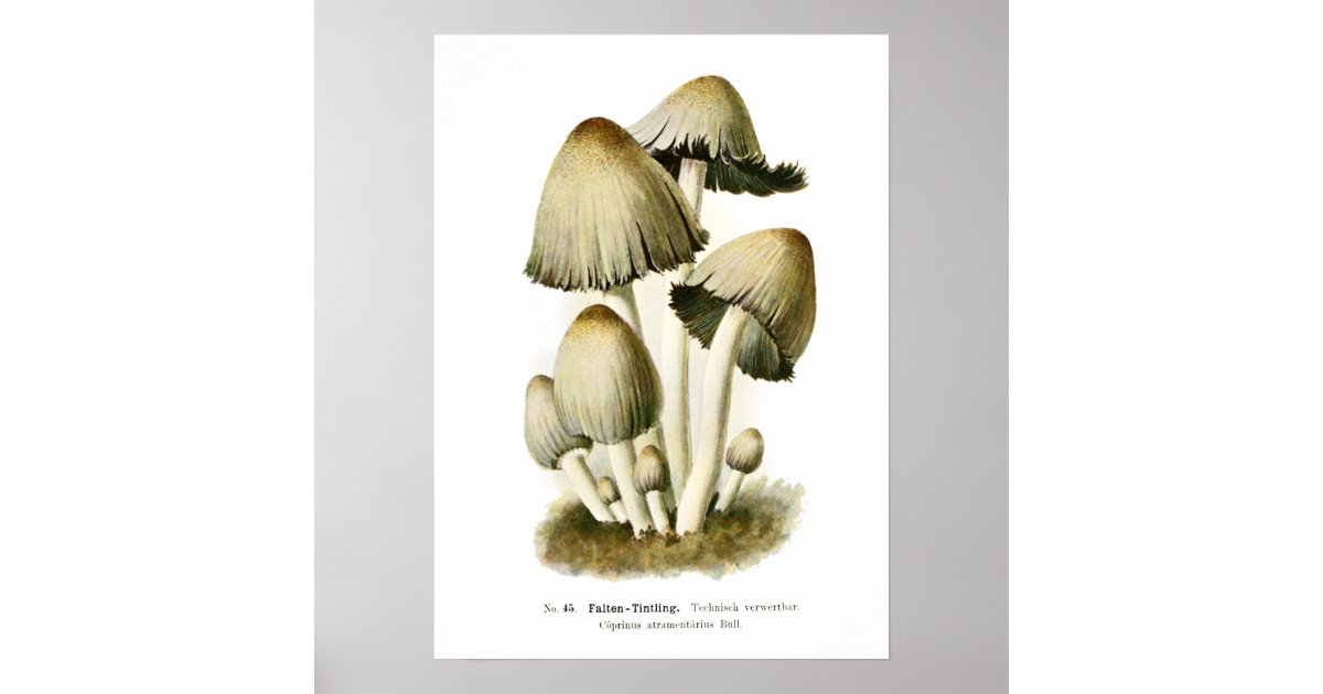 Fungi Poster | Zazzle
