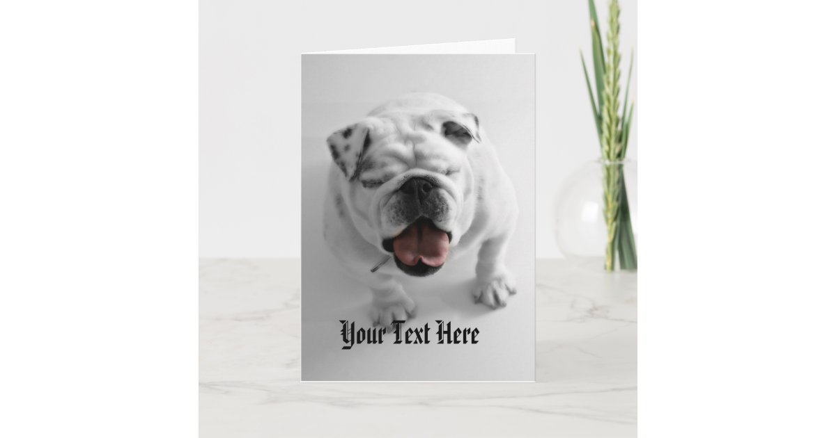 Funky Bulldog Template -Birthday Congratulations | Zazzle