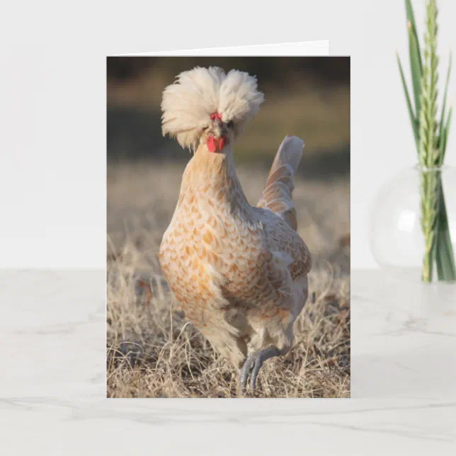 Funky Chicken Greeting Card | Zazzle
