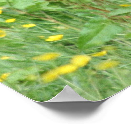 Funny Aberdeen Angus Cow Poster Print | Zazzle