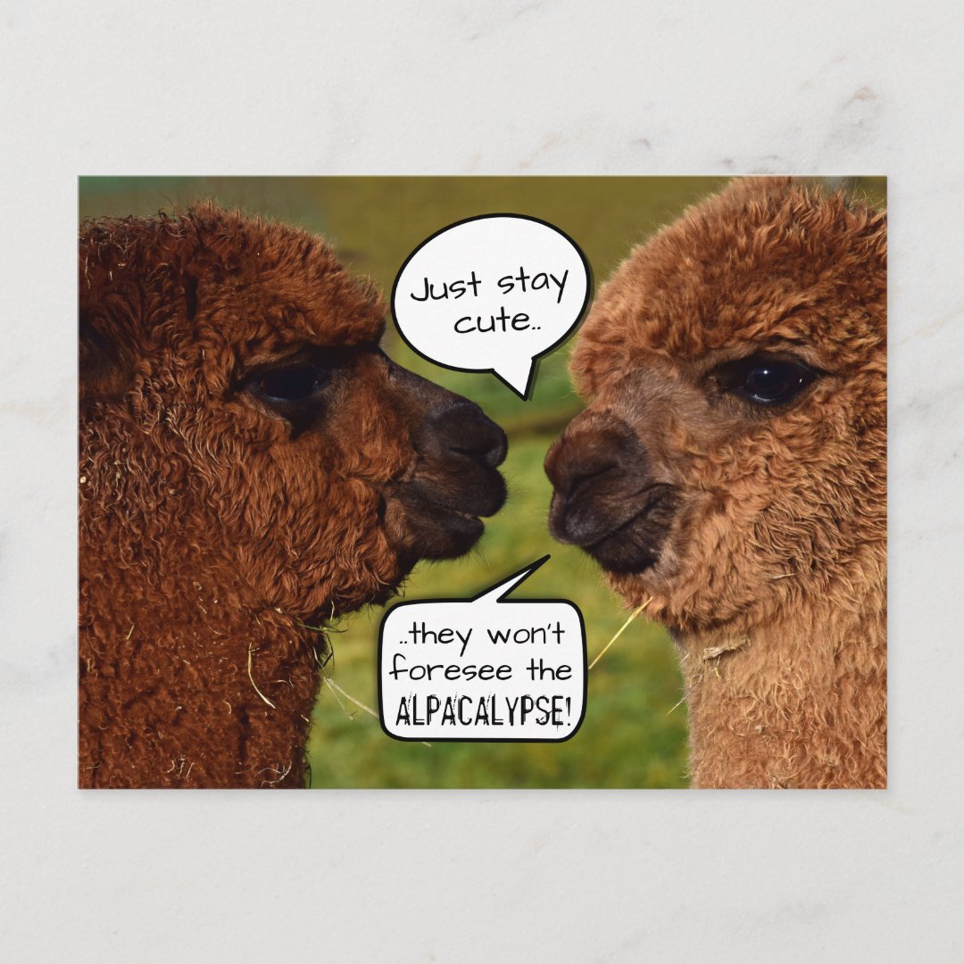 Funny Alpaca Alpacalypse Scheming Postcard | Zazzle