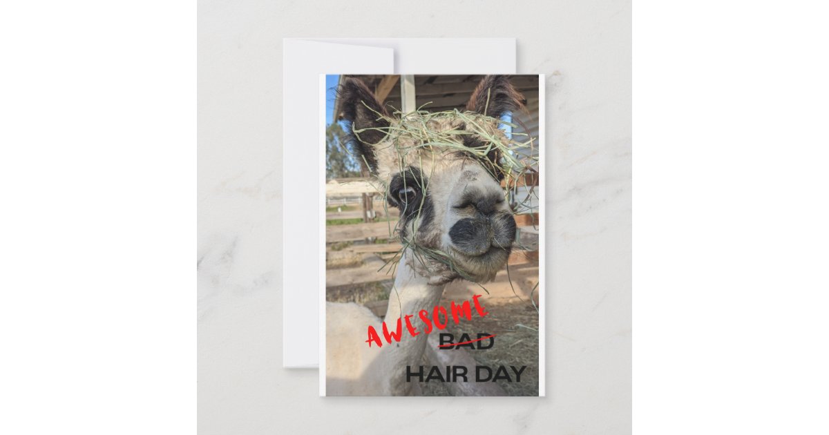 Funny Alpaca Card, Any Occasion Thank You Card | Zazzle