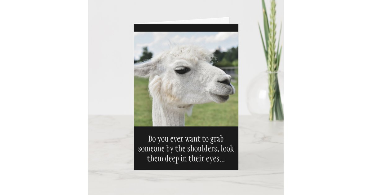 Funny Alpaca Llama Photo with Jokes Card | Zazzle