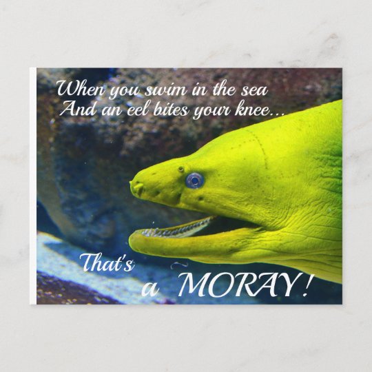 Funny Amore (a Moray) Valentine Postcard | Zazzle.com