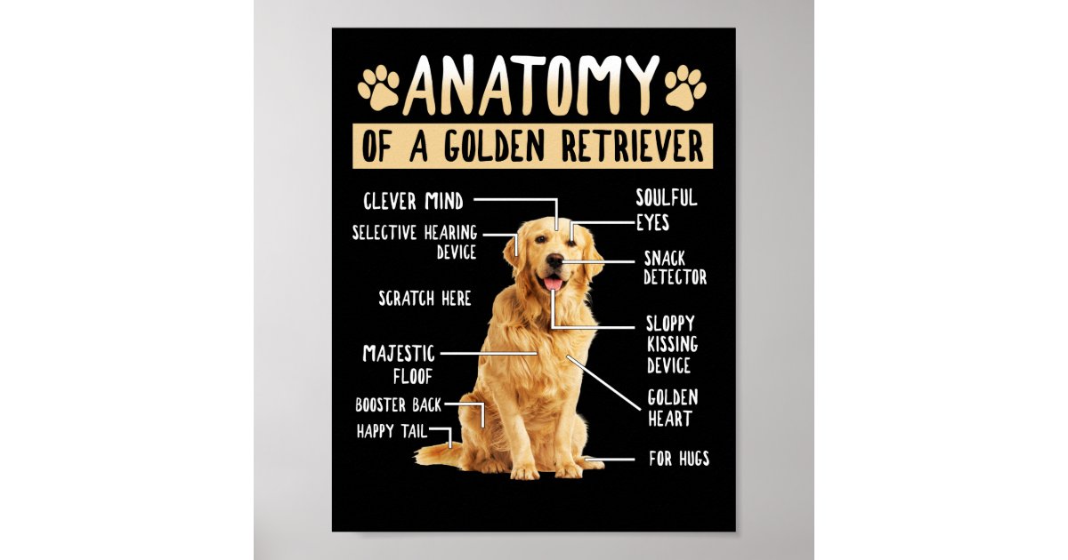 Funny Anatomy Golden Retriever Dog Lover Gift Poster | Zazzle