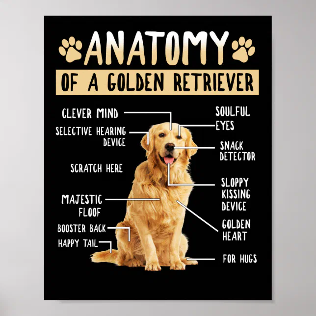 Funny Anatomy Golden Retriever Dog Lover Gift Poster | Zazzle