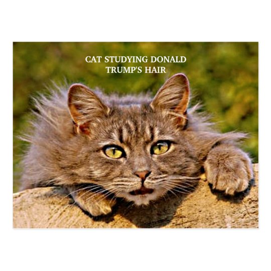 Funny Anti-Trump Cat Studying Trump's Hair Postcard | Zazzle.com