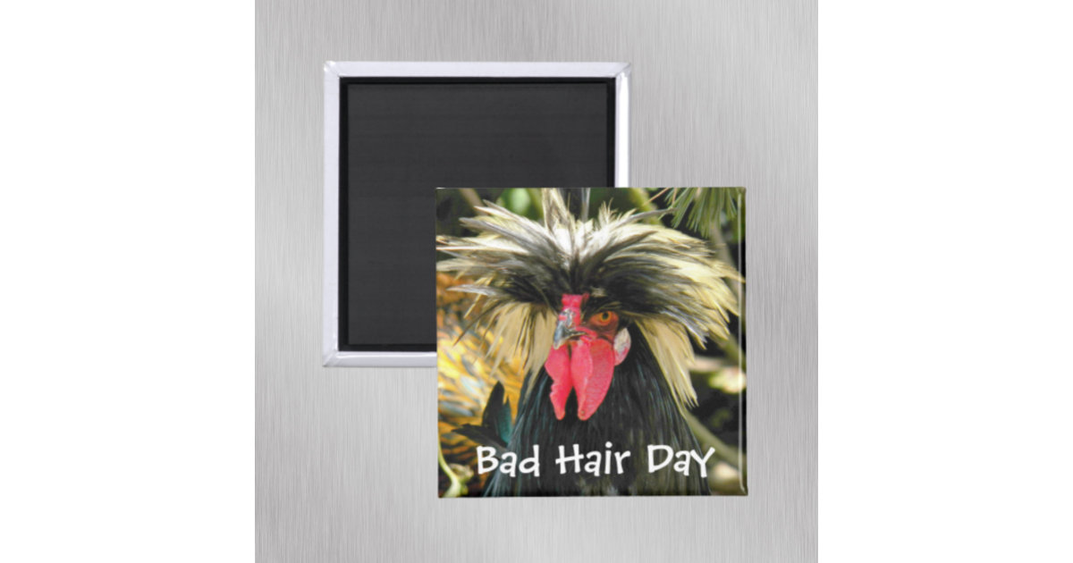 Funny Bad Hair Day Chicken Meme Magnet | Zazzle