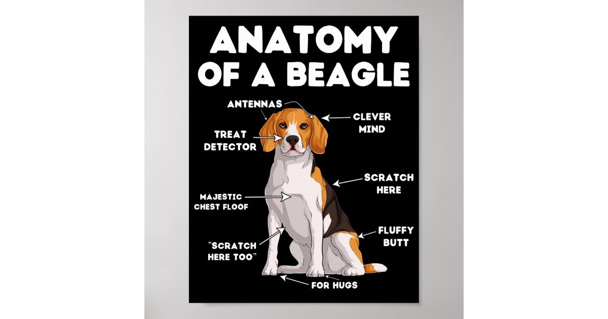 Funny Beagle Poster | Zazzle
