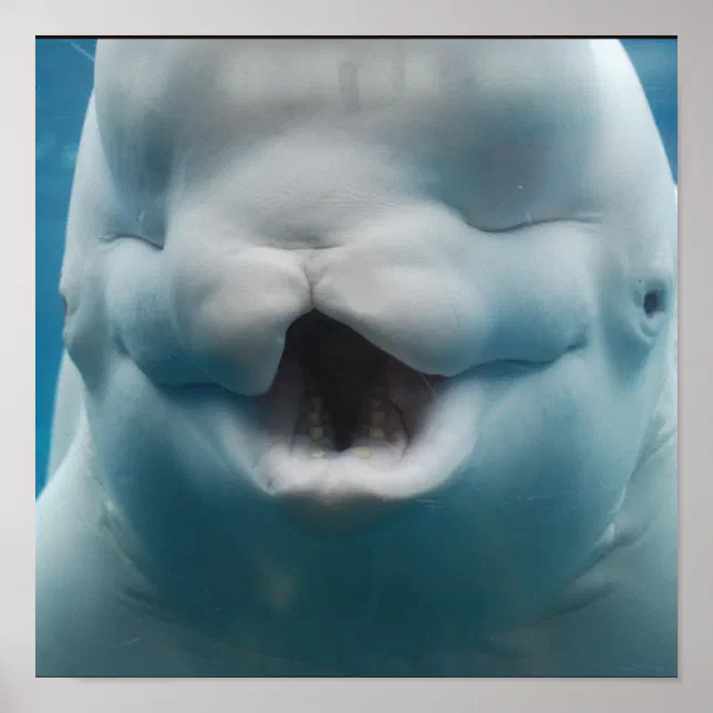 Funny Beluga Whale Poster | Zazzle